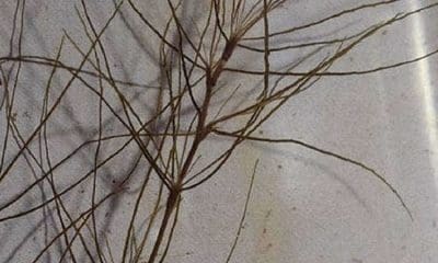 Southern Naiad | Lake Bottom Blanket