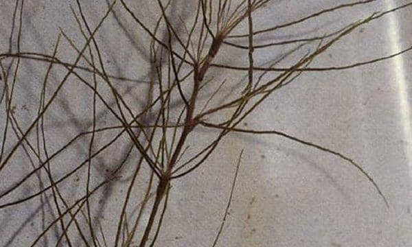 Southern Naiad | Lake Bottom Blanket