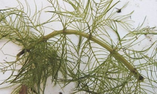 Variable-Leaf Milfoil