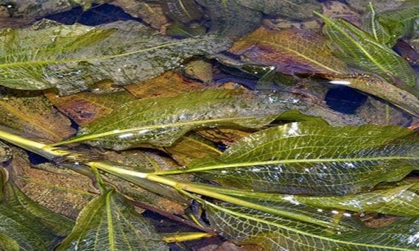 Aquatic Pond and Lake Weeds Identification - Lake Bottom Blanket