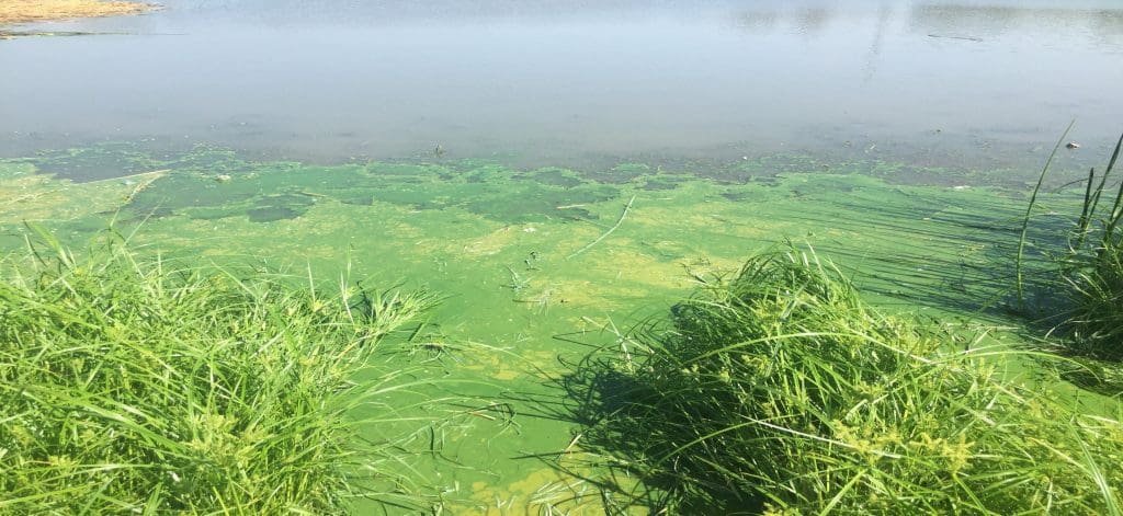 Blue-Green Algae (Cyanophyta) | Lake Weed Identifications