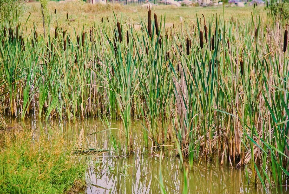 Cattail