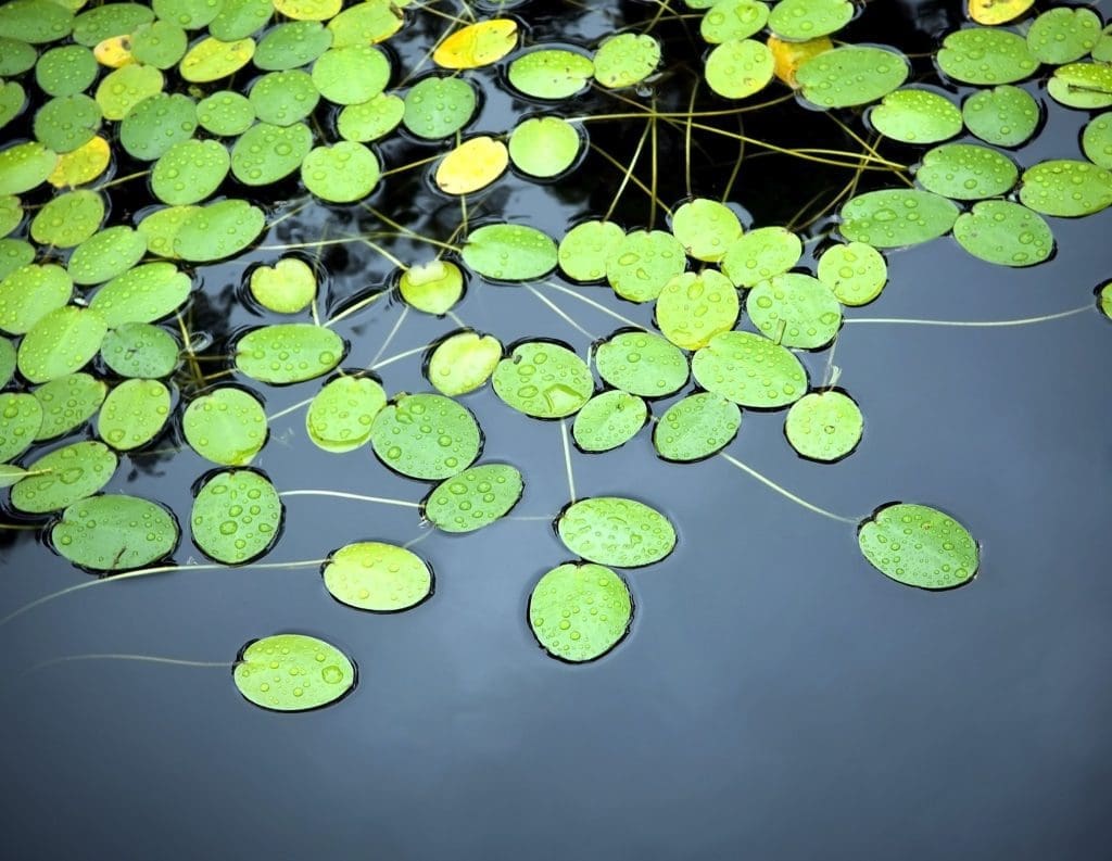 Lily Pads | Lake Weed Identifications