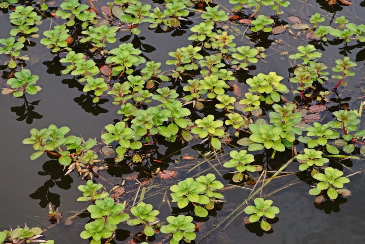 Water Primrose | Lake Bottom Blanket