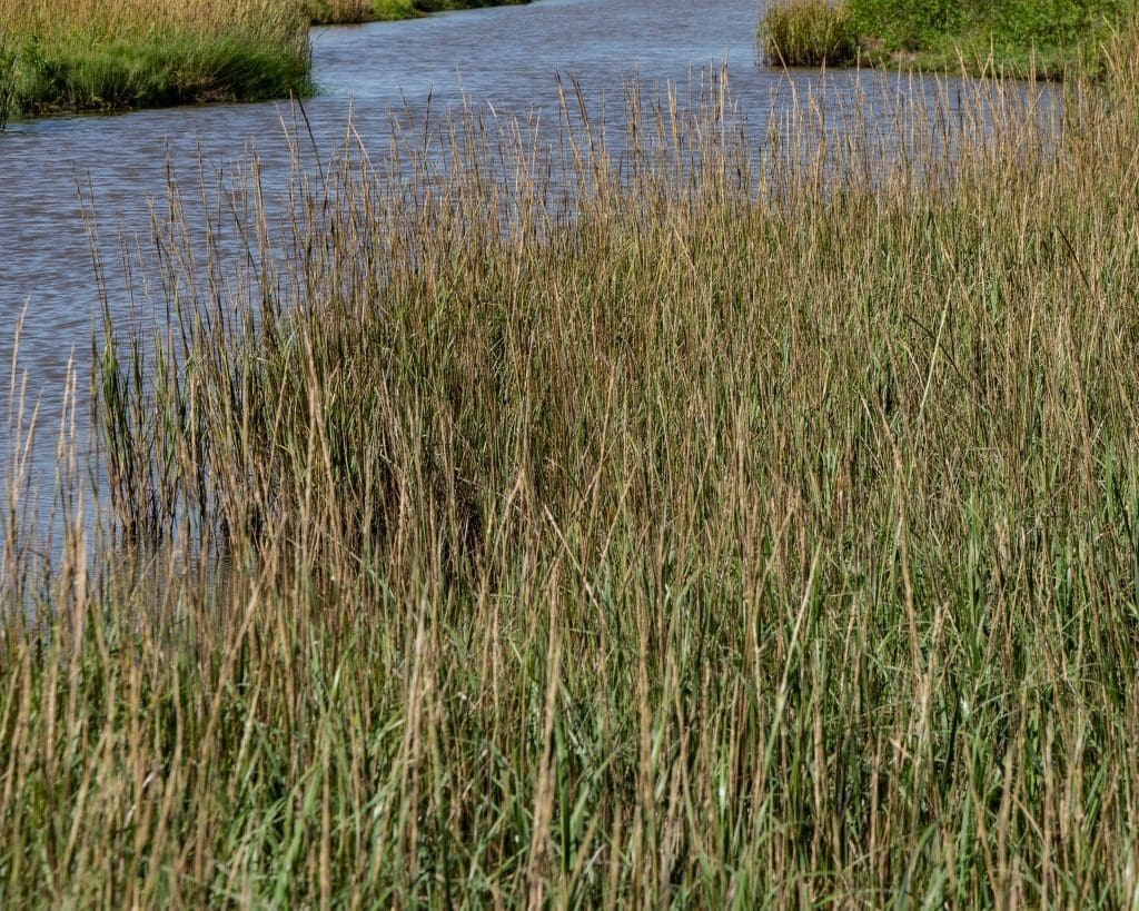 Cordgrass | Lake Weed Identifications