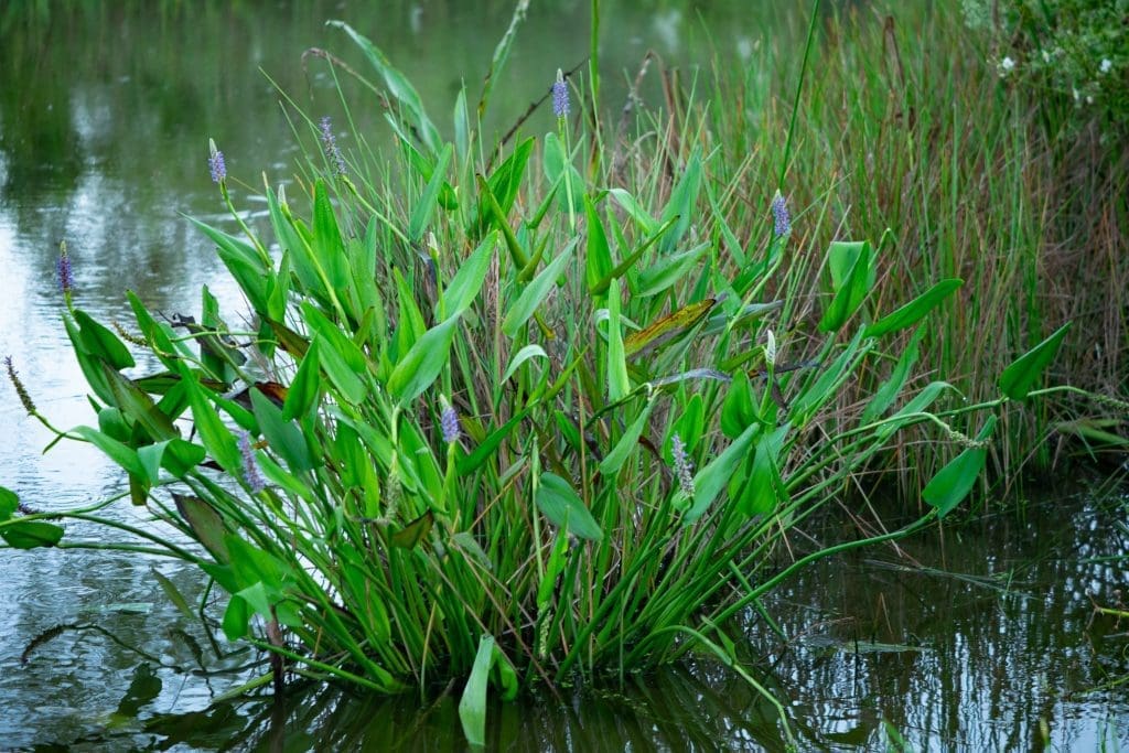 Pickerelweed | Lake Weed Identifications