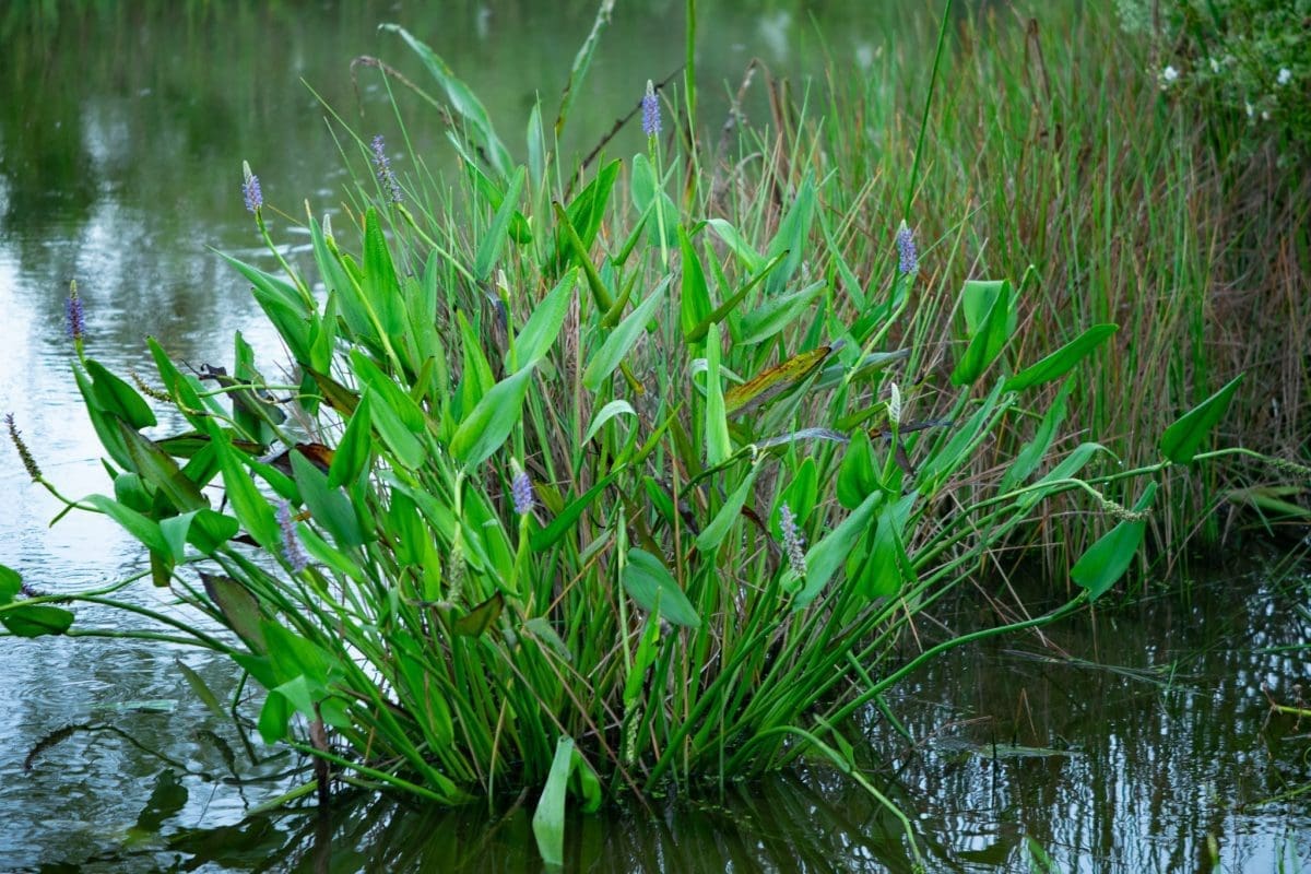 Aquatic Pond and Lake Weeds Identification - Lake Bottom Blanket
