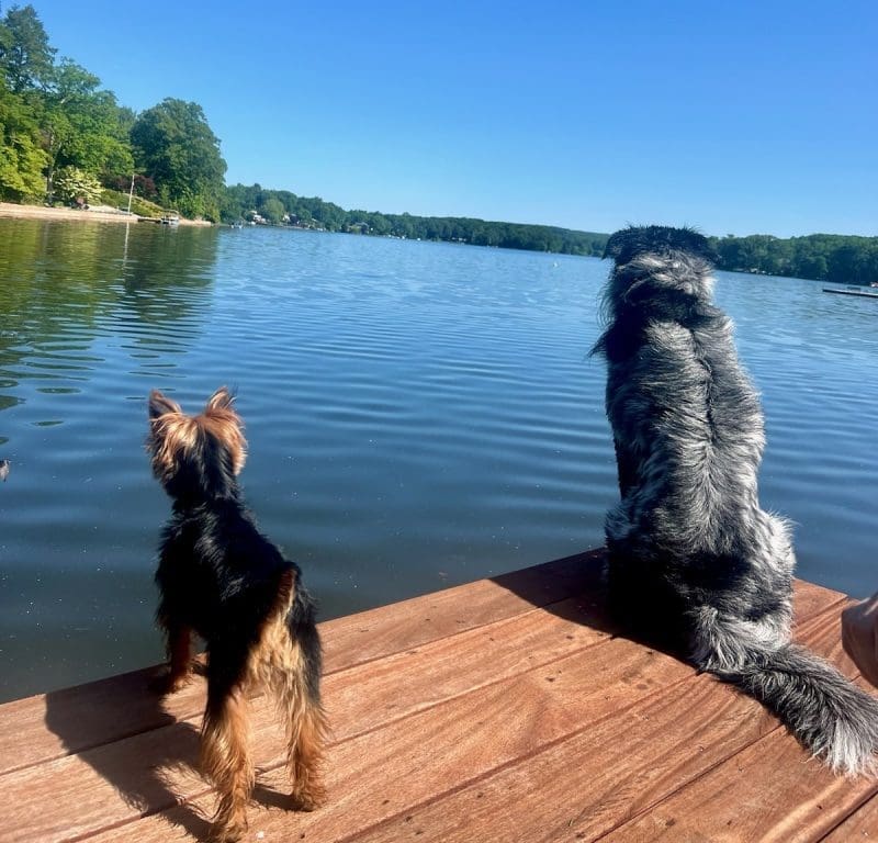 Most commonly diagnosed waterborne diseases in dogs